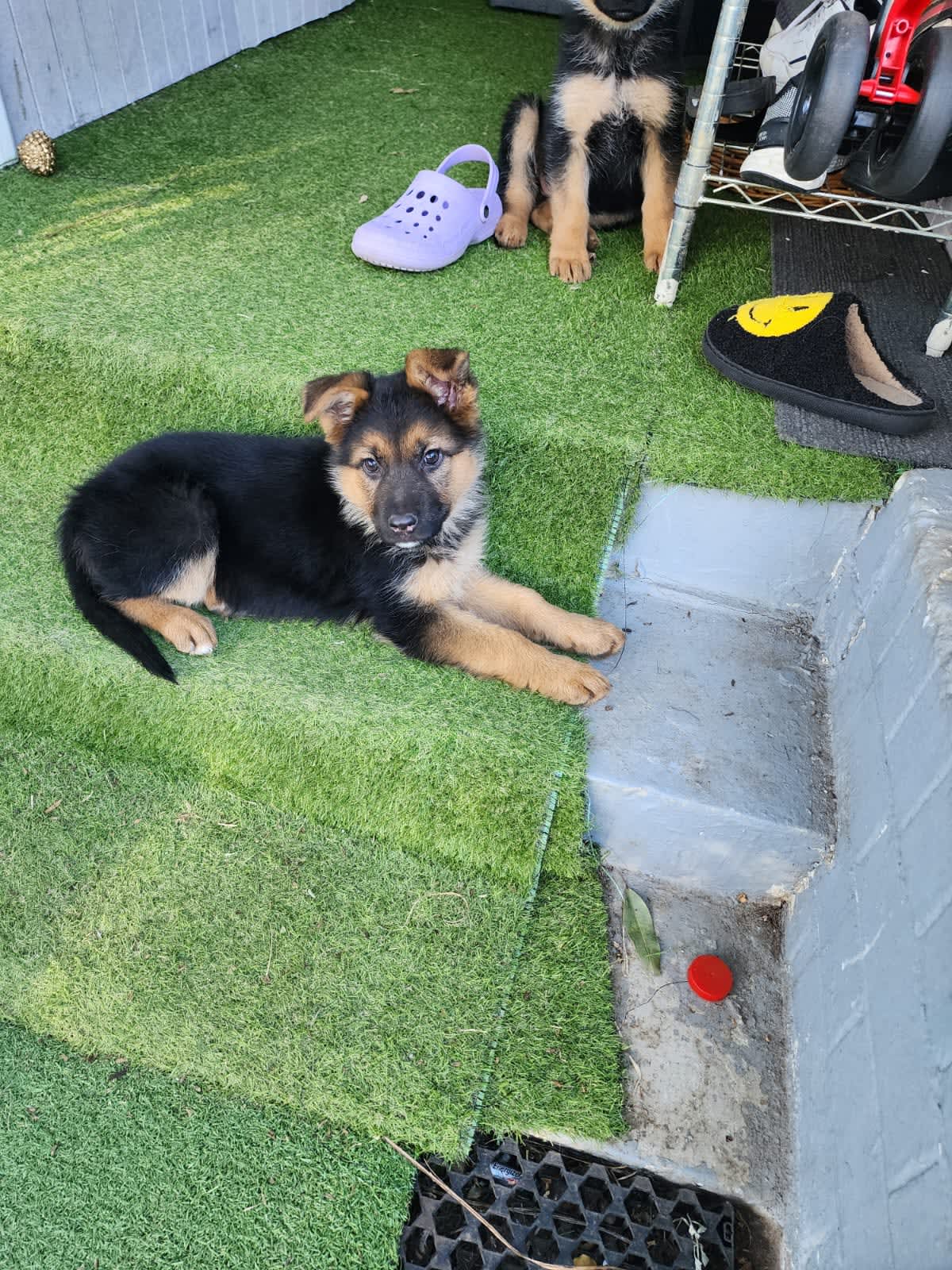 Full Breed German Shepherd Puppies In Ethiopia Dog Full