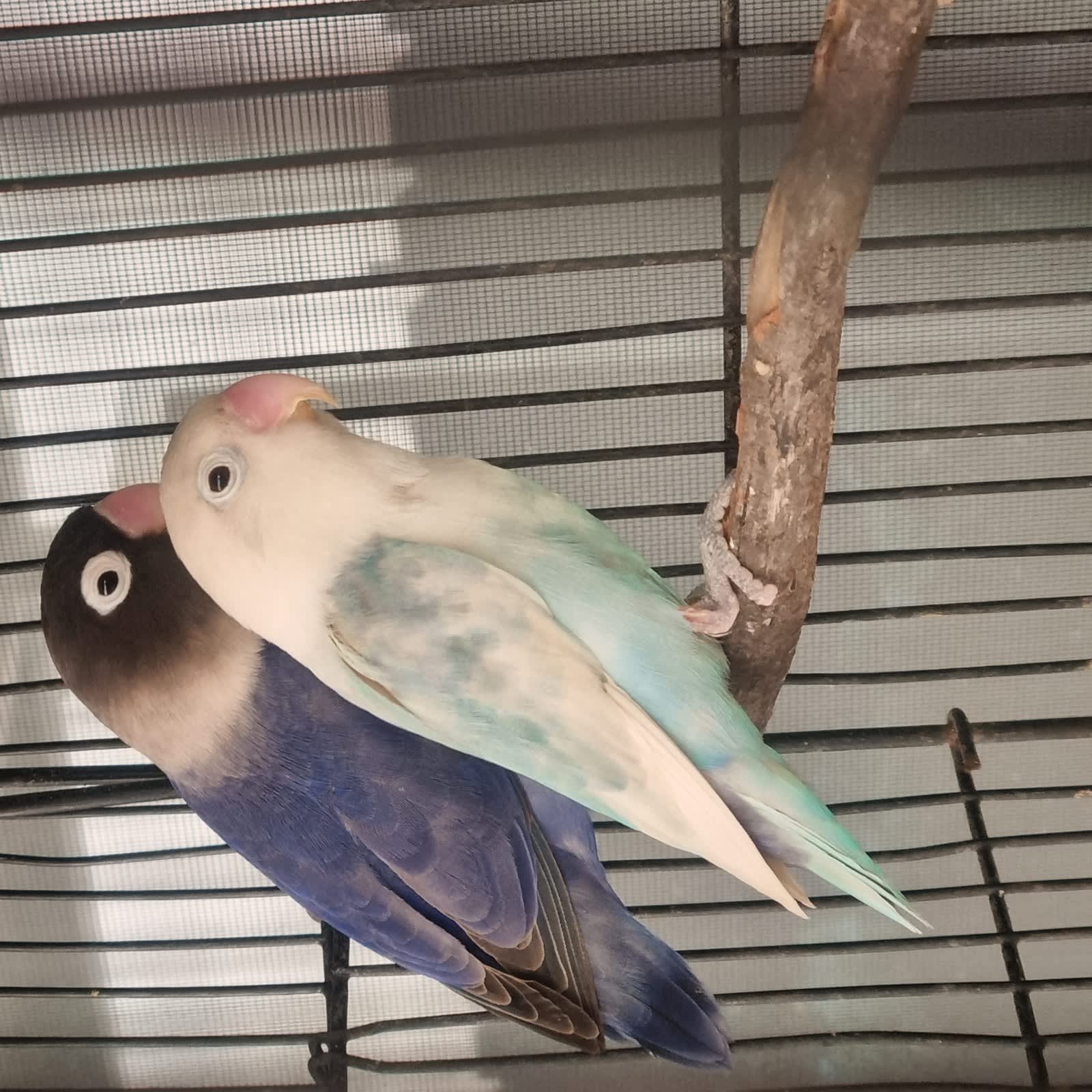 Violet Pied Lovebird