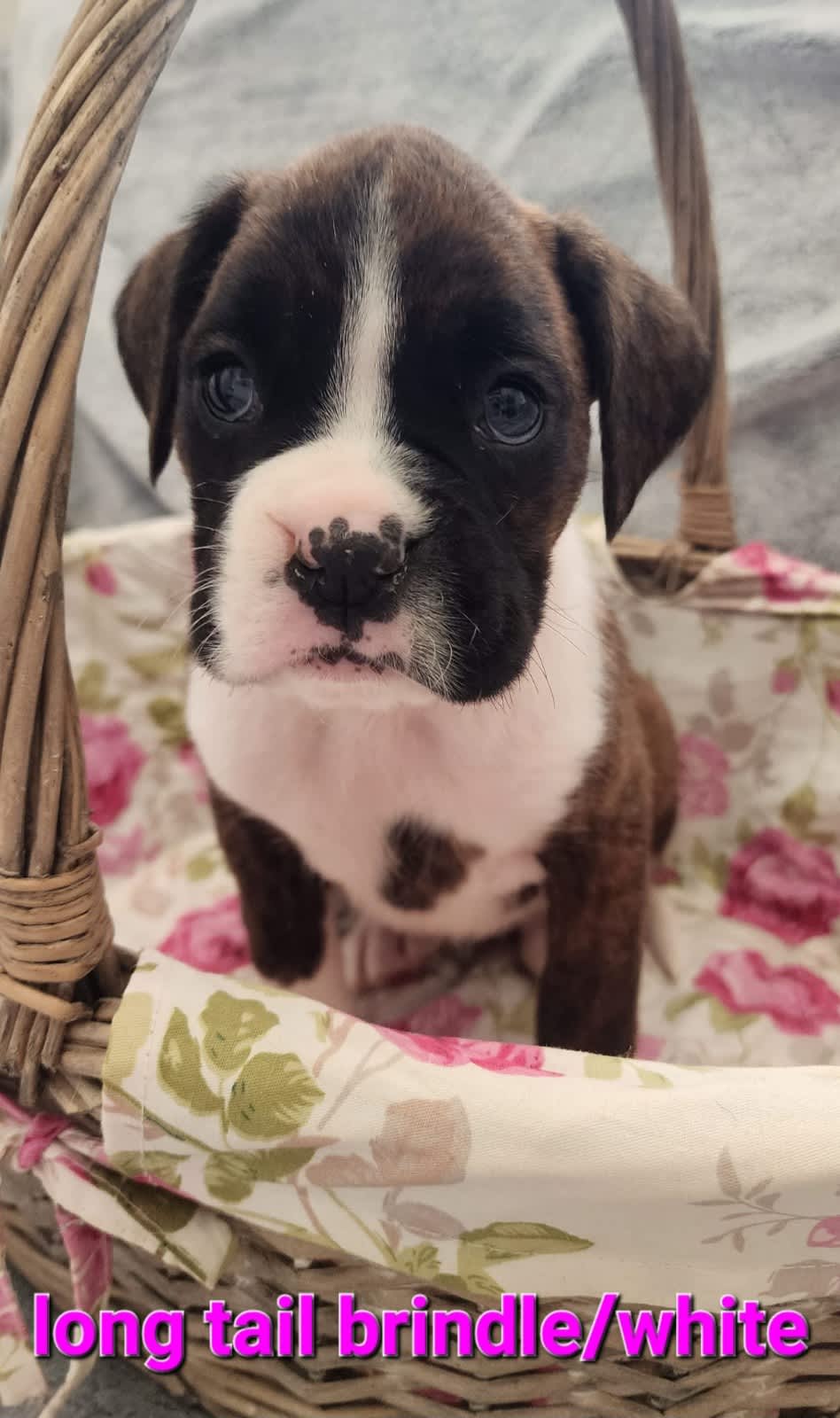 Boxer With Long Tail