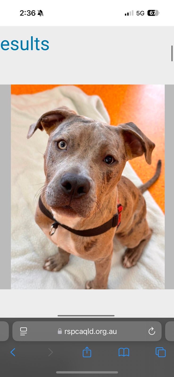 Custom Gaming pc desktop - Desktops in Archerfield QLD | Gumtree Australia