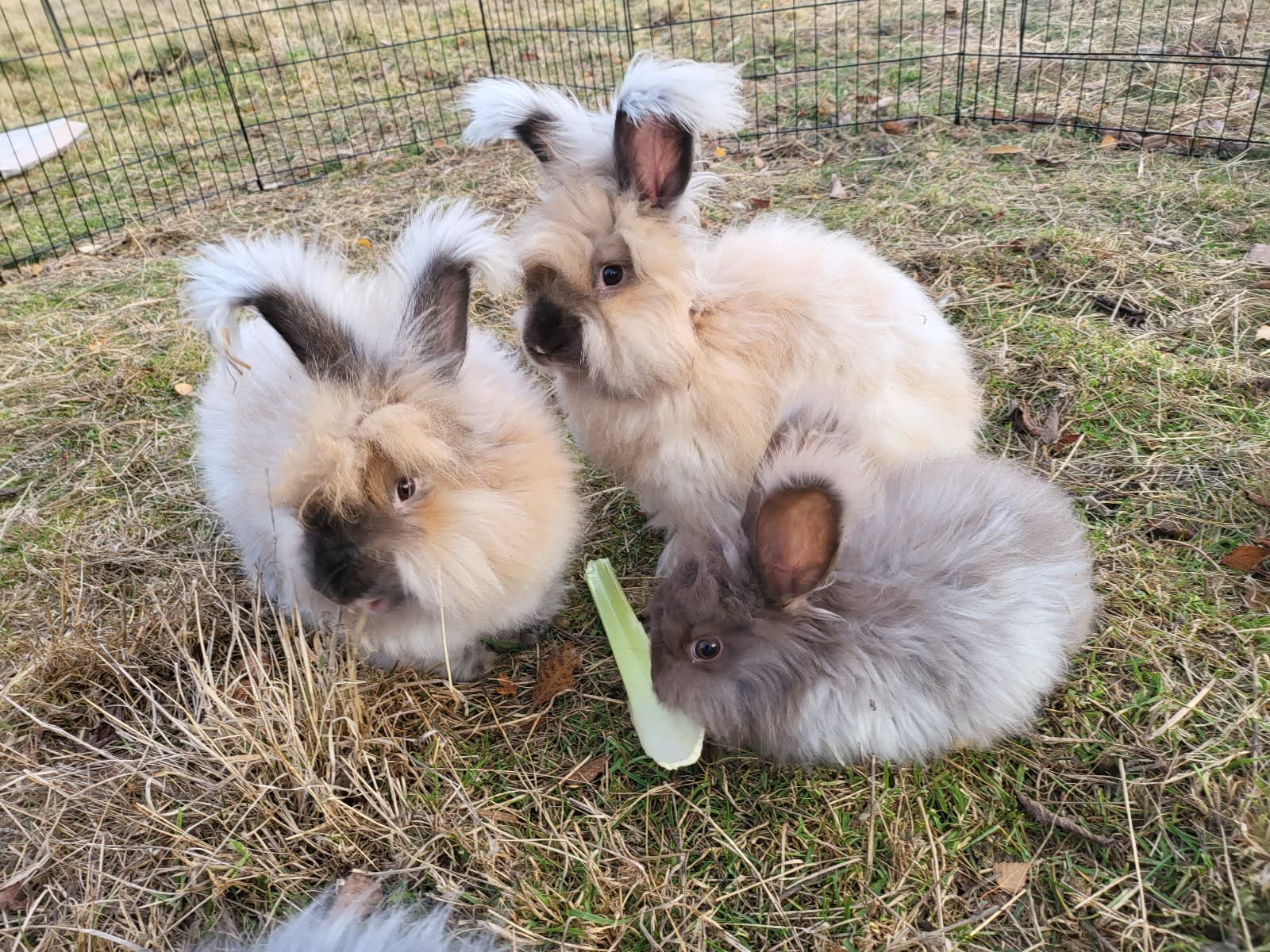 Black English Angora Rabbits