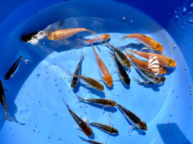 Colorful Baby Butterfly Koi & Baby Koi Fish | Fish | Gumtree Australia ...