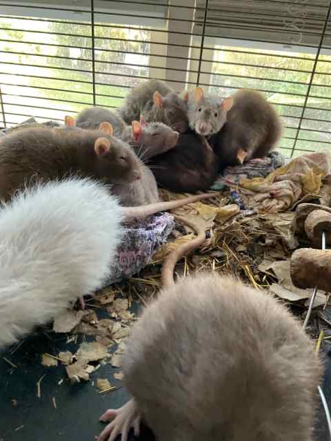 2 multi level rat cages. Package includes male and female rats. | Other ...