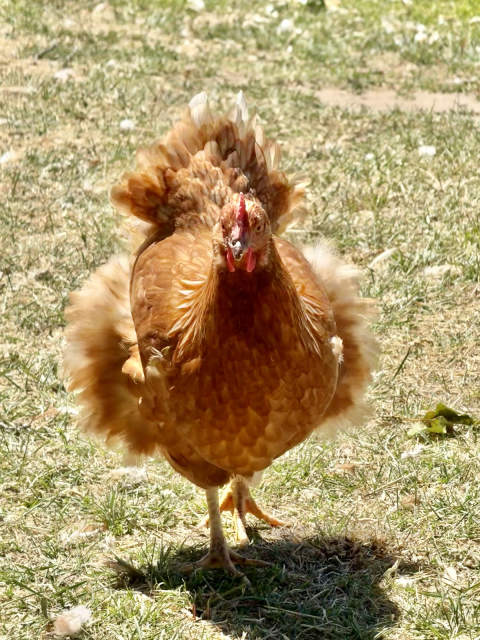 Chooks Hyline Browns - free range. | Birds | Gumtree Australia Blayney ...