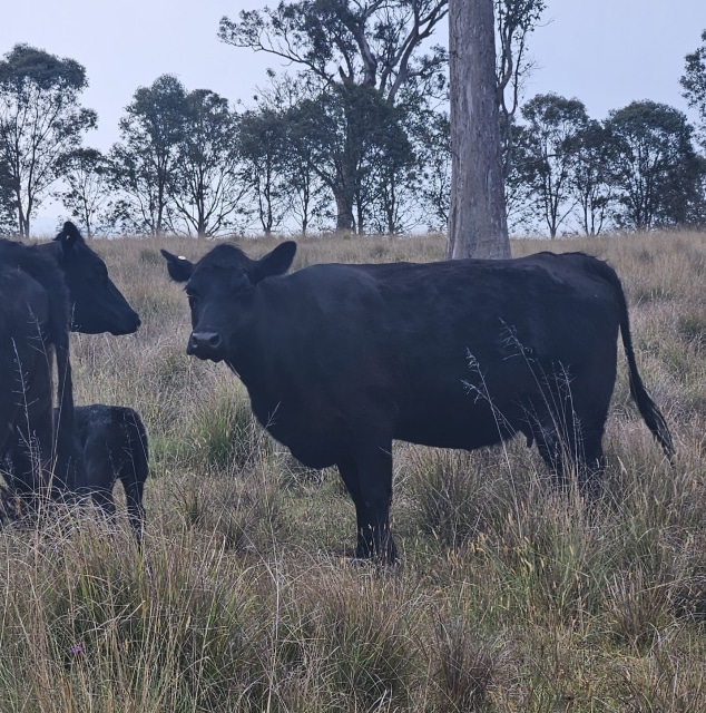 Angus Cow & Calf - Purebred | Livestock | Gumtree Australia Bega Valley ...