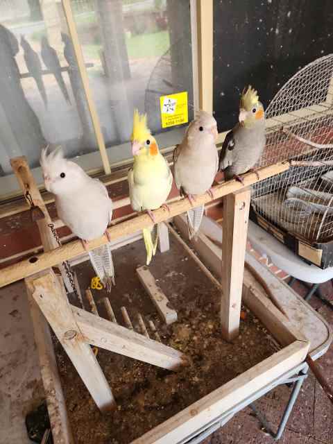 handraised weiros-cockatiels-budgies | Birds | Gumtree Australia ...