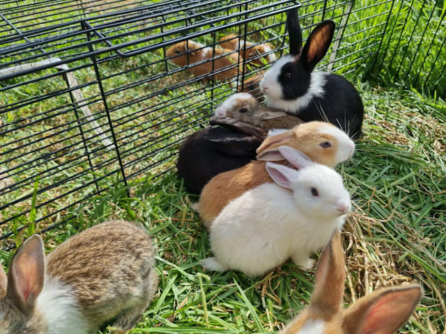 New Zealand rabbits 5-10 weeks olds Male and female available | Rabbits ...