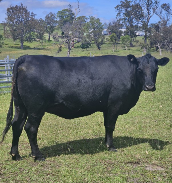 Black Angus Cow - Purebred 2.5yrs Old | Livestock | Gumtree Australia ...