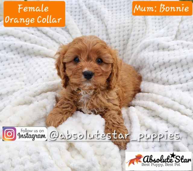 2 GIRLS LEFT! CUTIES F1 TOY CAVOODLE PUPPIES | Dogs & Puppies | Gumtree ...