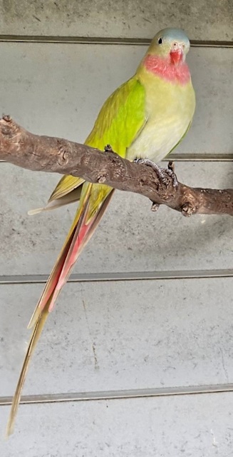 Green pallid Princess parrot pair | Birds | Gumtree Australia Northern ...