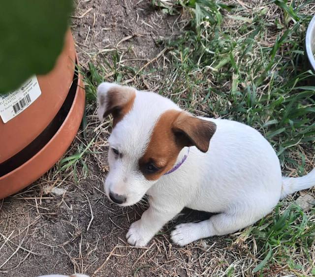 Pure Jack Russell Puppies | Dogs & Puppies | Gumtree Australia South ...