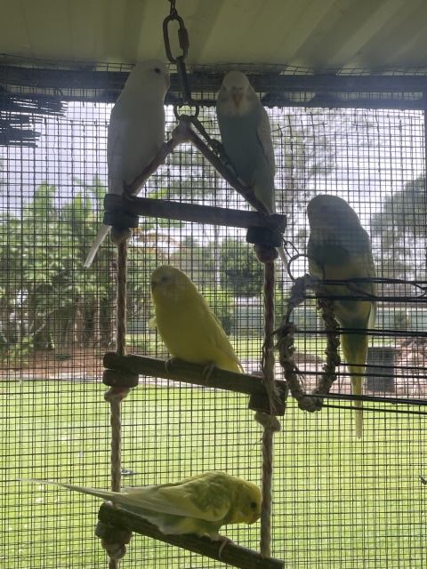 Young Budgies | Birds | Gumtree Australia Caboolture Area - Caboolture ...