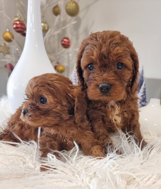 Beautiful First Generation Ruby Cavoodle Pups | Dogs & Puppies ...