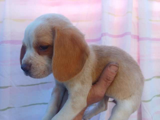 Beaglier puppies need new asap | Dogs & Puppies | Gumtree Australia ...