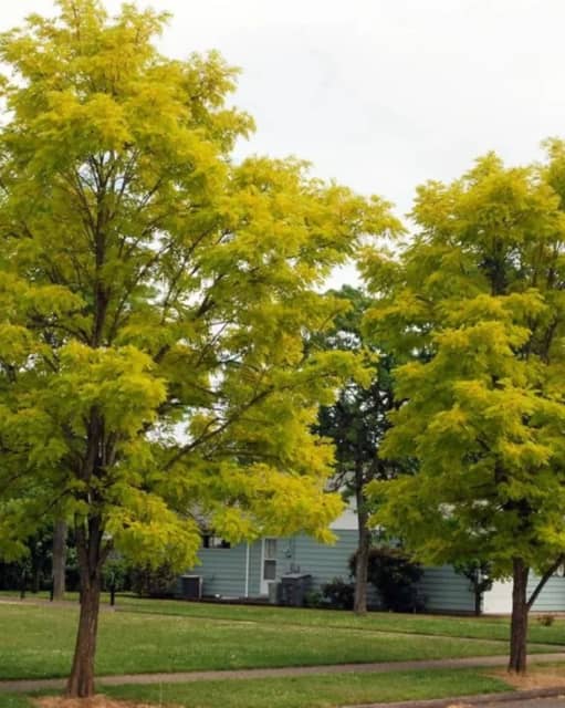 Robinia pseudoacacia Frisia Golden Robinia 35 cm pots Advanced Tree ...