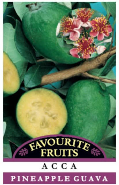 Feijoa tree - Plants in Dundas NSW | Gumtree Australia