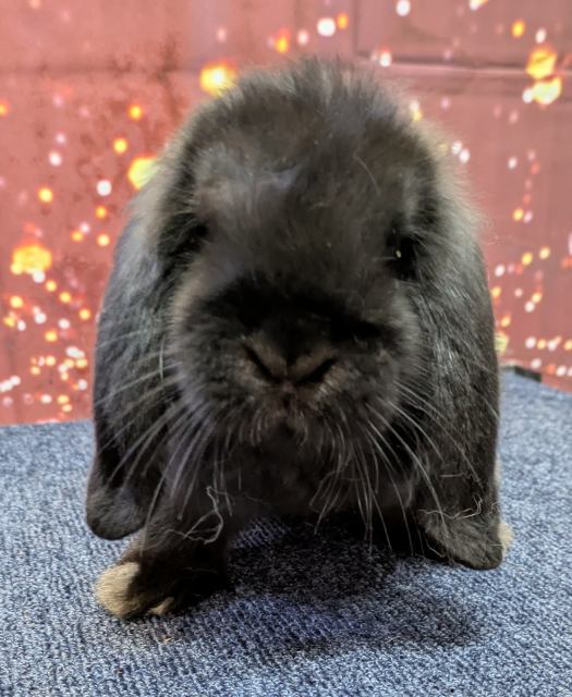 ️ Pure bred mini lop baby girl ️ | Rabbits | Gumtree Australia ...