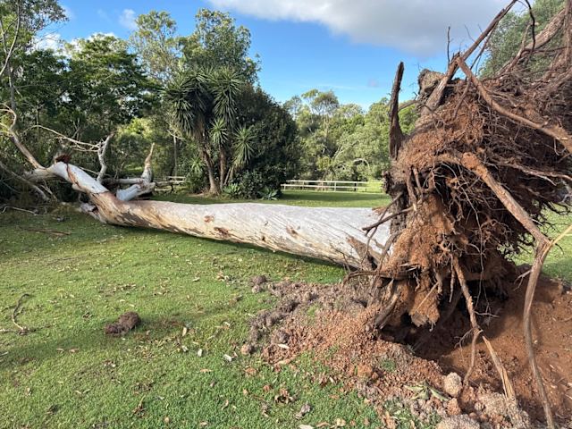 Large Gum Tree Log - Perfect for Timber, Woodworking, or Firewood ...