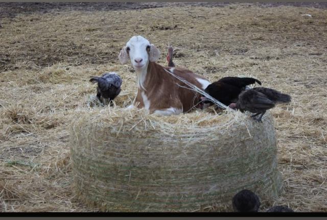 Wanted - unwanted farm animals | Livestock | Gumtree Australia Ipswich ...