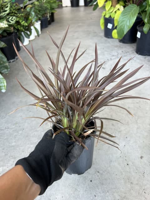 Phormium Sweet Mist | Plants | Gumtree Australia Hornsby Area - Dural ...