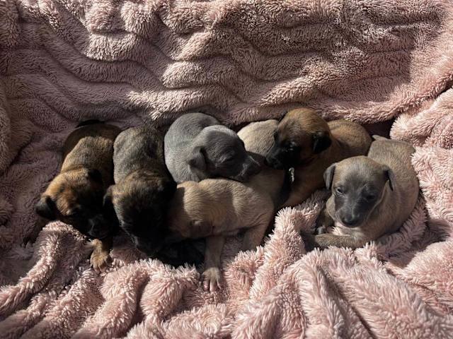 4 pure breed whippet pups | Dogs & Puppies | Gumtree Australia Macedon ...