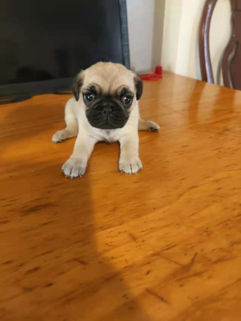 Pure pug puppies for good home | Dogs & Puppies | Gumtree Australia ...
