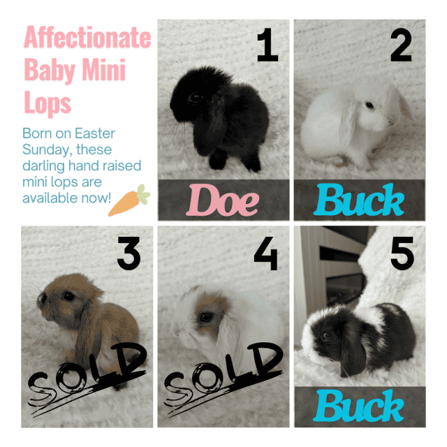 Affectionate Mini Lop Rabbits Available Now | Rabbits | Gumtree ...