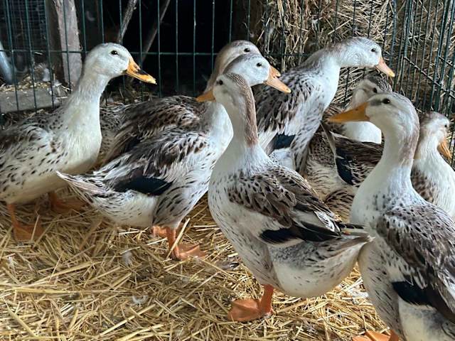 Bantam Silver Appleyard Ducks | Birds | Gumtree Australia Dungog Area ...