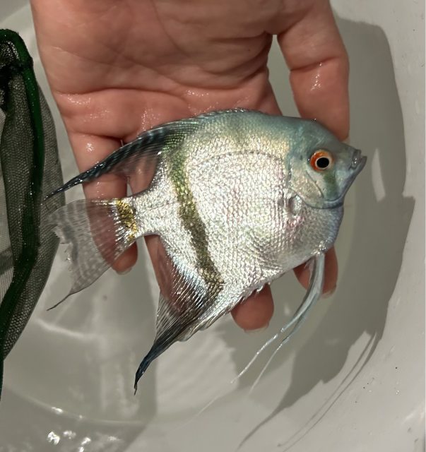 Large Angelfish | Fish | Gumtree Australia Liverpool Area - Liverpool ...