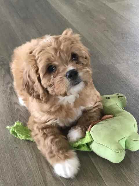 Cavoodles ruby mini F1 x 3 girls | Dogs & Puppies | Gumtree Australia ...