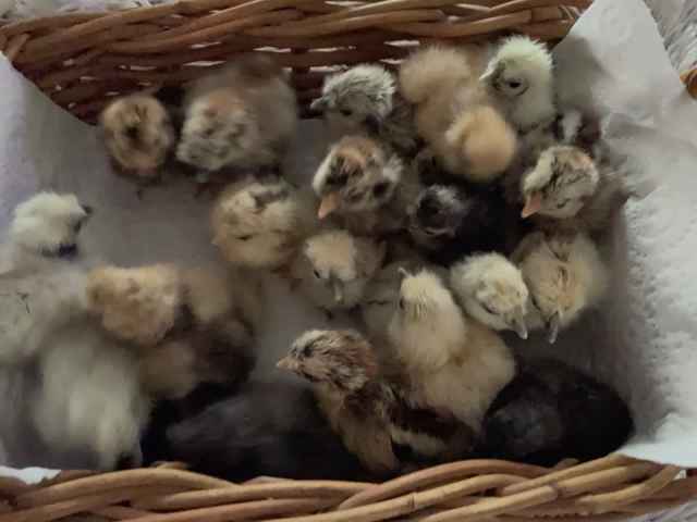 🐥Silkie chickens🐣 Araucana x Silkies and Showgirls | Livestock ...