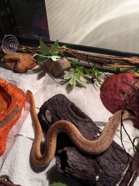 Marble Children’s Python | Reptiles & Amphibians | Gumtree Australia ...
