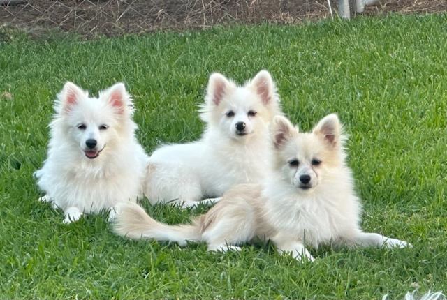 Rescue Puppy German Spritz x | Dogs & Puppies | Gumtree Australia The ...