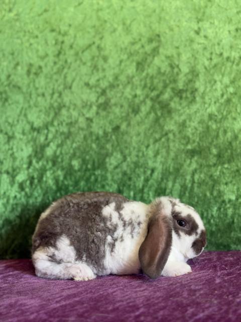 Purebred Mini Plush Lop Rabbits | Rabbits | Gumtree Australia ...