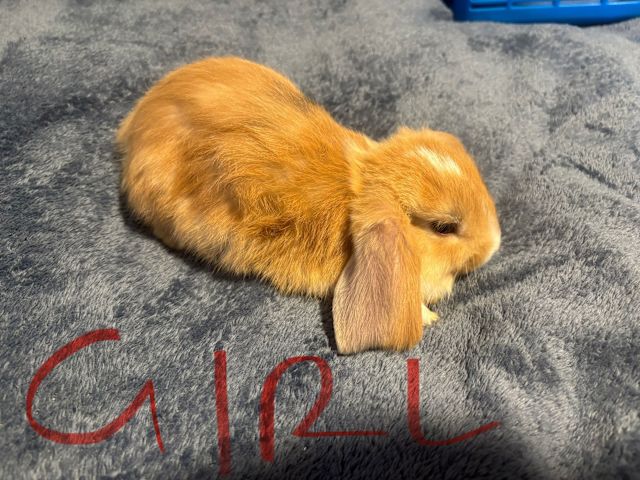 Baby mini Lop Bunny rabbits - marble mix | Rabbits | Gumtree Australia ...
