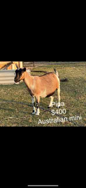 Pygmy x Australian mini doe goats | Livestock | Gumtree Australia ...