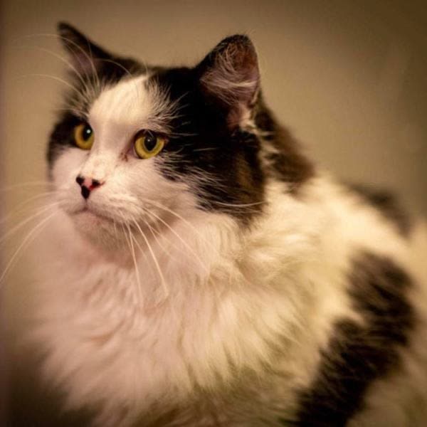 8181 : Samson - CAT for ADOPTION - Vet Work Included | Cats & Kittens ...