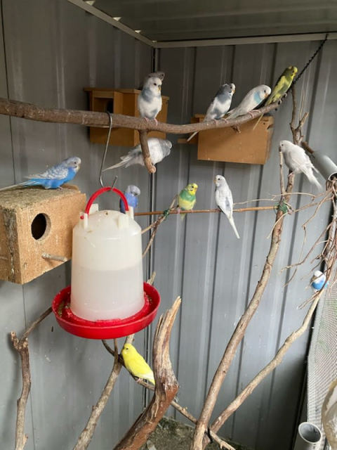 Young budgies | Birds | Gumtree Australia Mornington Peninsula ...