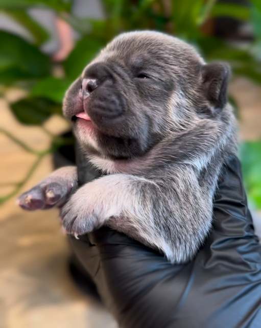 Pedigree French bulldog puppies 7 panel health clear | Dogs & Puppies ...