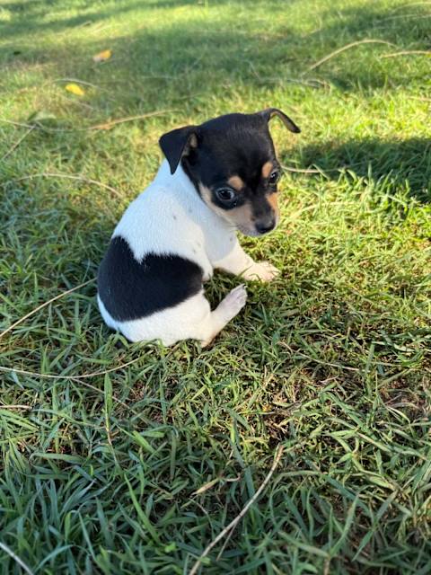 Mini Foxie puppy tri colour female | Dogs & Puppies | Gumtree Australia ...