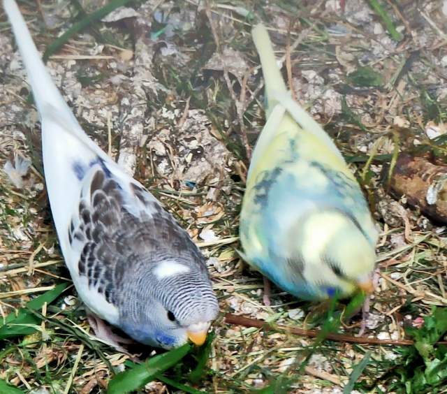 budgies babies | Birds | Gumtree Australia Cardinia Area - Bunyip ...