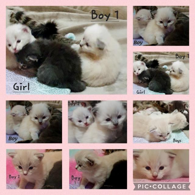 Adorable Ragdoll Kittens💖 | Cats & Kittens | Gumtree Australia Logan ...