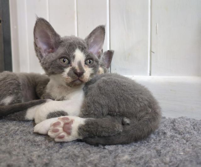 DEVON REX Kittens pedigree / purebred | Cats & Kittens | Gumtree ...