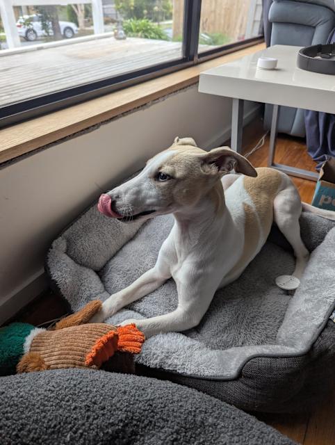 Purebred Whippet Puppy | Dogs & Puppies | Gumtree Australia Yarra ...