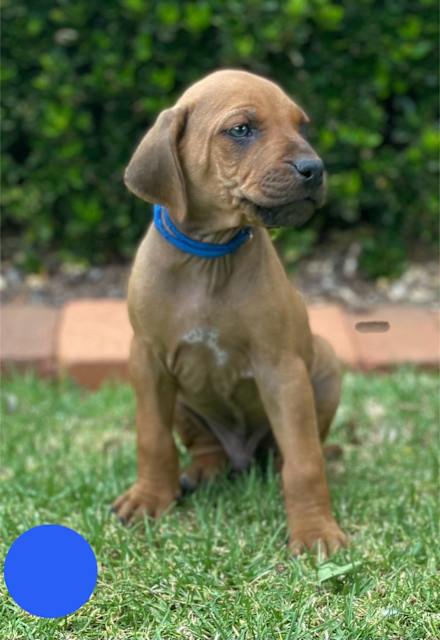 Rhodesian Ridgeback Pups | Dogs & Puppies | Gumtree Australia Mildura ...