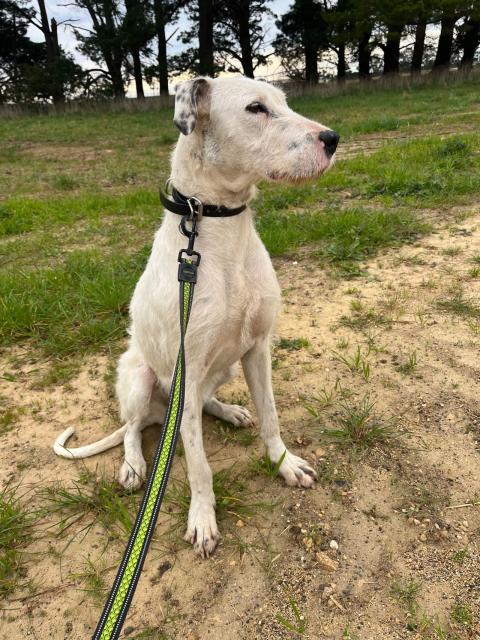 Bull Arab x Stag | Dogs & Puppies | Gumtree Australia Wattle Range Area ...