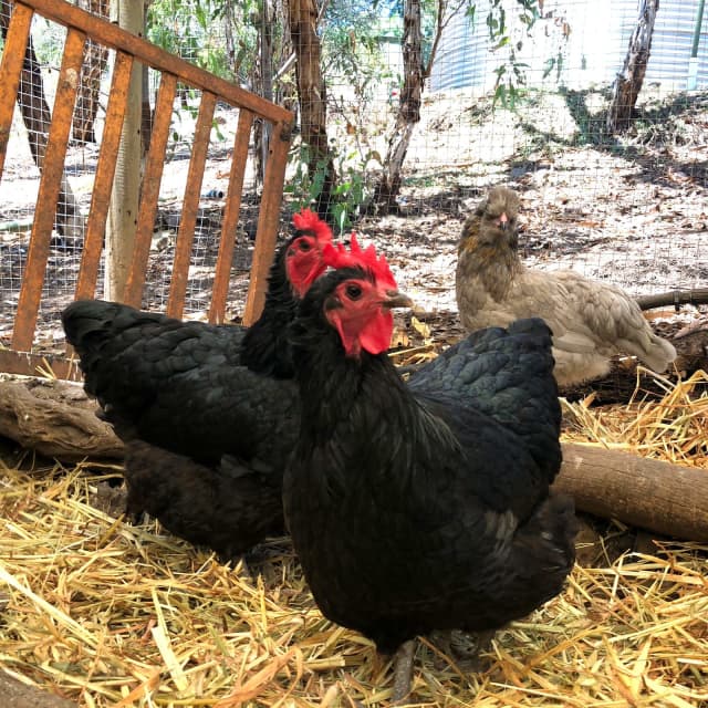 Australorps Premium Hybrids & Purebreeds Chicks & Pullets | Livestock ...