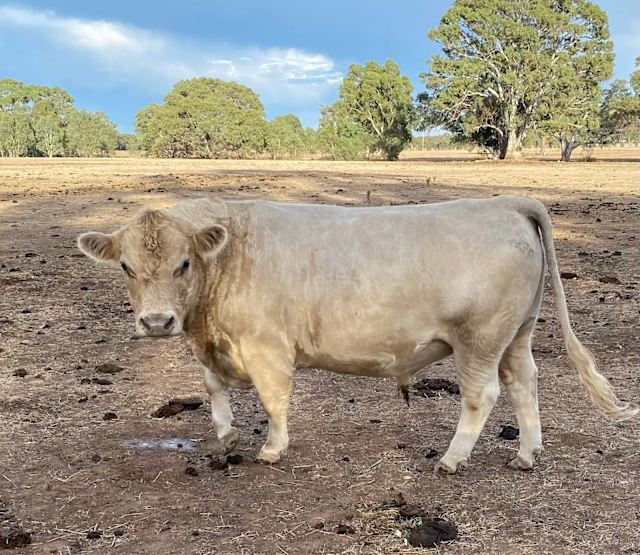 MURRAY GREY BULL | Livestock | Gumtree Australia Pyrenees Area ...
