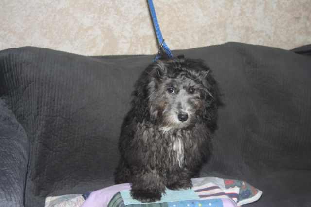 Smoodle puppies maltease x shitz mother Father Toy Silver poodle | Dogs ...