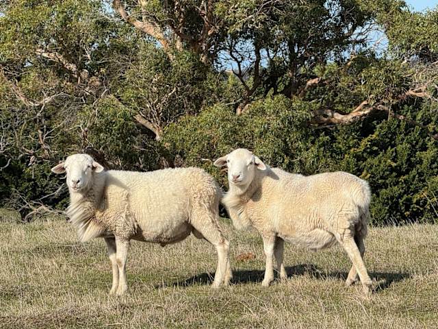 Australian white rams | Livestock | Gumtree Australia Golden Plains ...